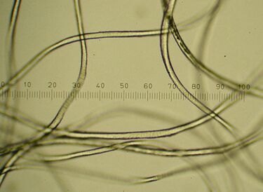 Forensics - Wiki - Scioly.org